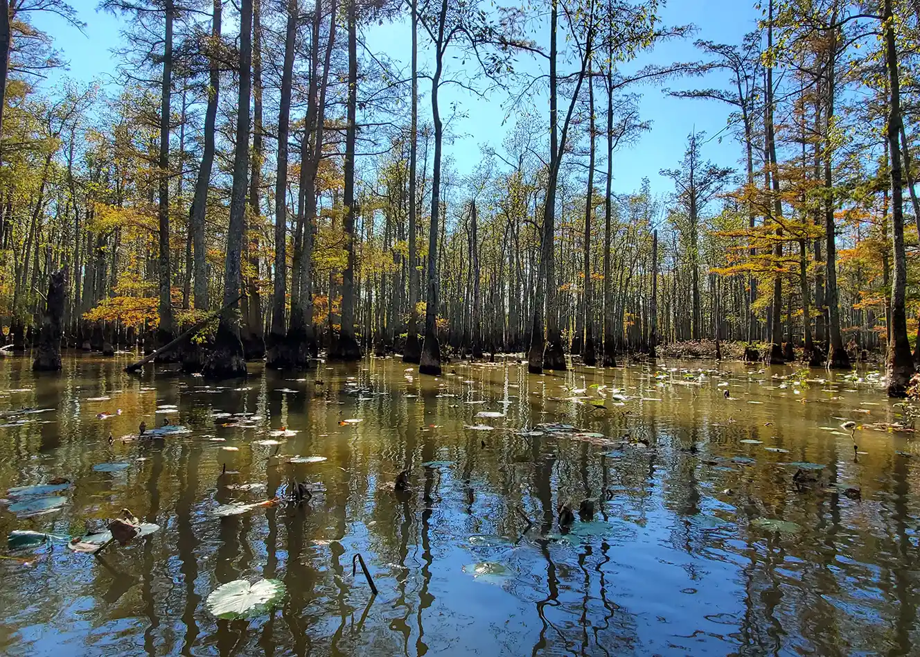 Wolf River Conservancy | Memphis, TN